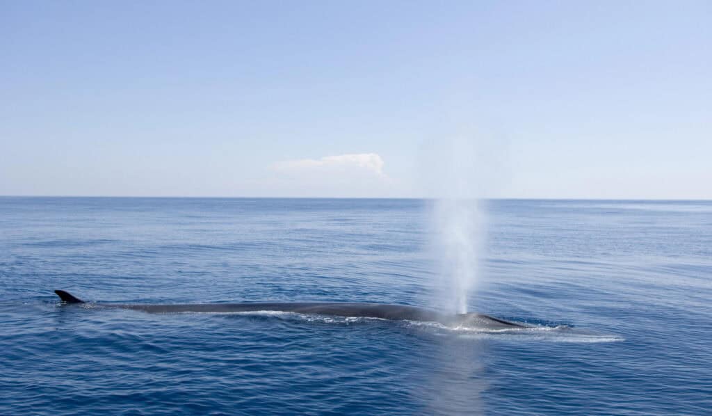 The Ultimate Guide to Cape Ann Whale Watch: Best Tours & Tips, 2025 ...