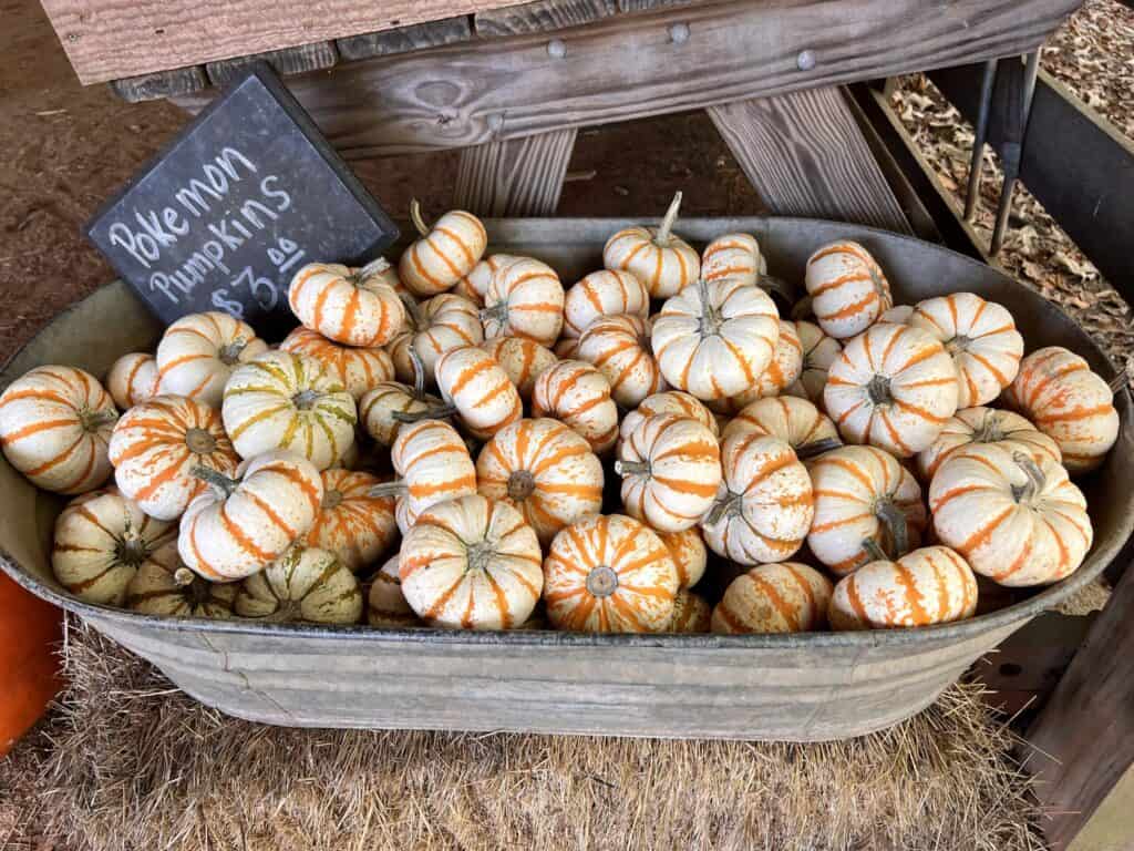 Visit Beautiful Cape Cod in the Fall, 2025 - Family Travel